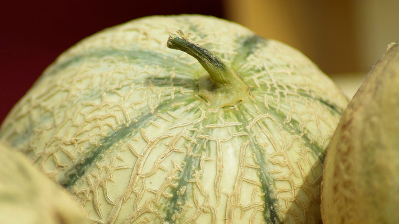 Deux-Sèvres : 36 suppressions d’emploi aux melons Rouge-Gorge
