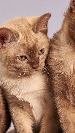 Les Chats Laids Du Monde Amoureux Des Chats La Différence Ne Rend