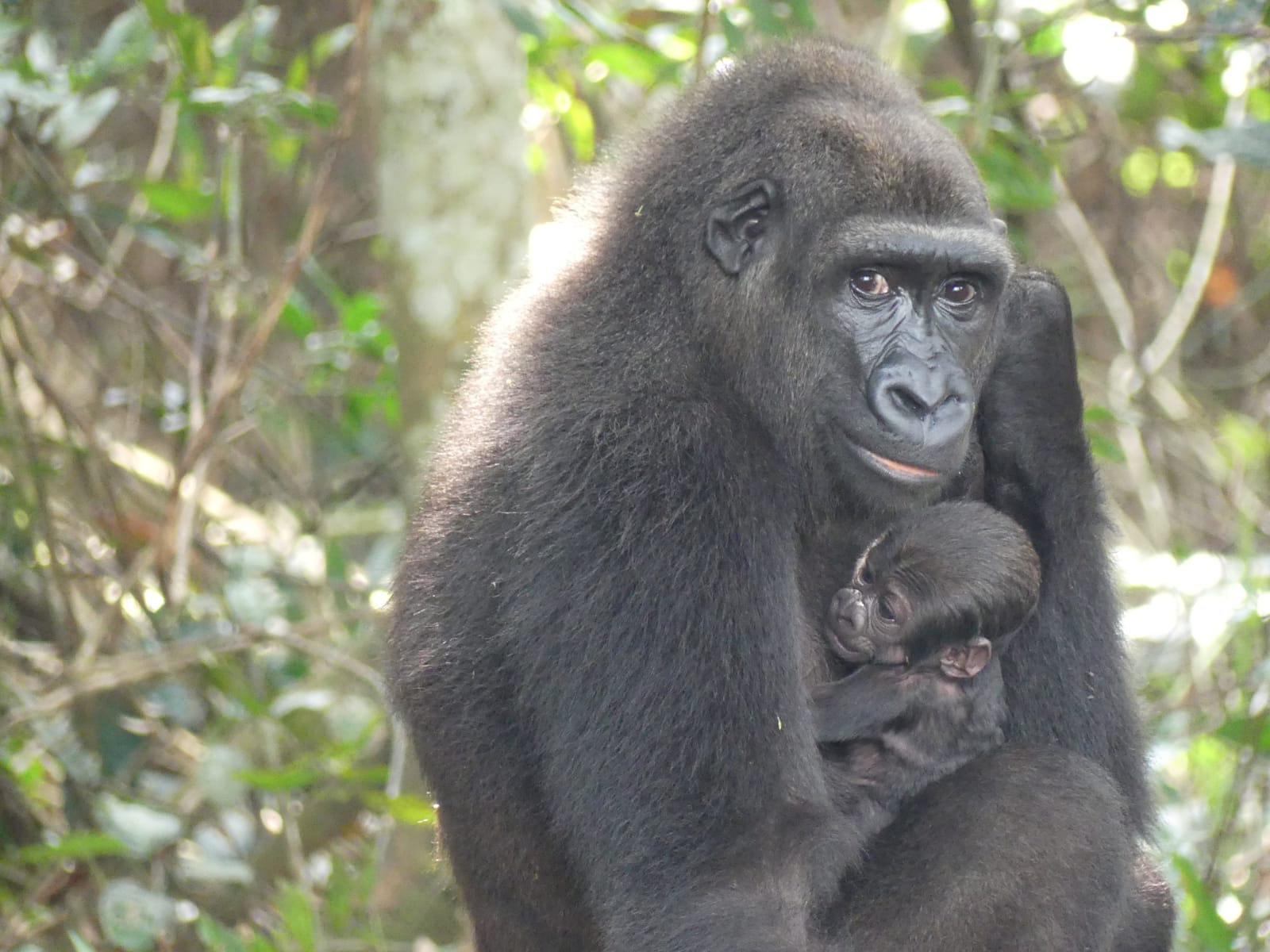 Une gorille du zoo de Beauval réintroduite au Gabon donne naissance à ...